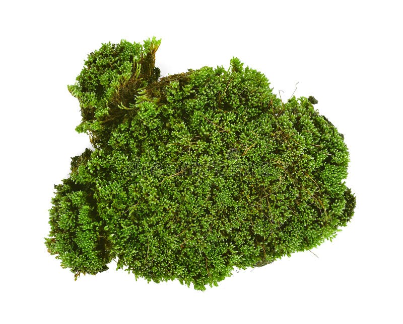 Green Moss on White Background. Stock Image - Image of mossy, natural ...