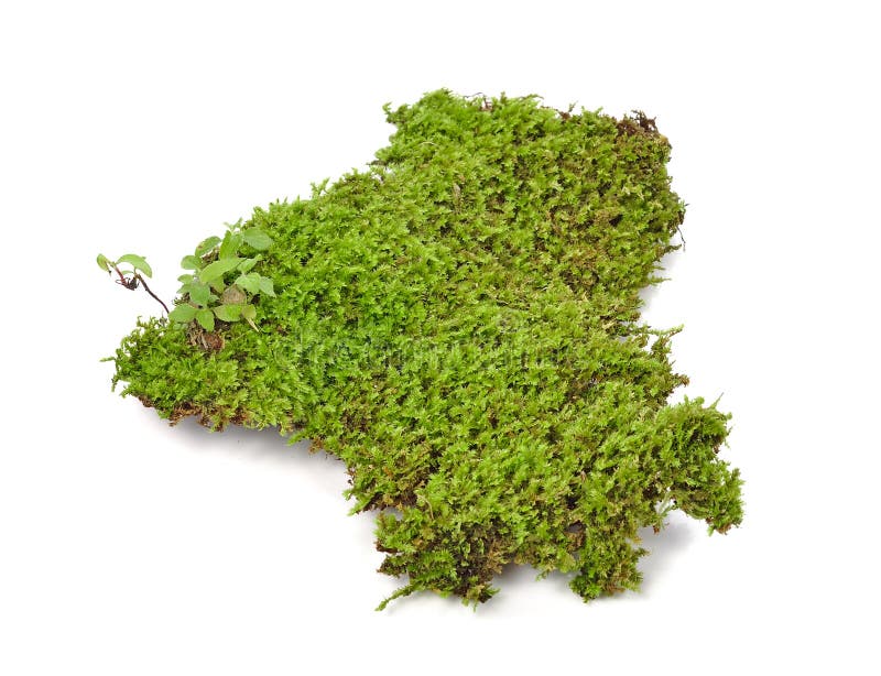 Green Moss on White Background Stock Image - Image of herb, piece ...