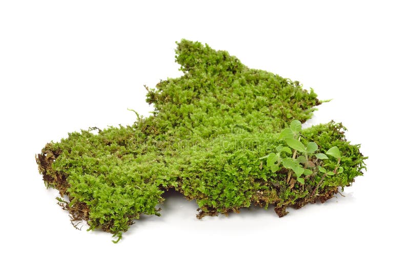 Green Moss on White Background Stock Image - Image of outdoor, moss ...