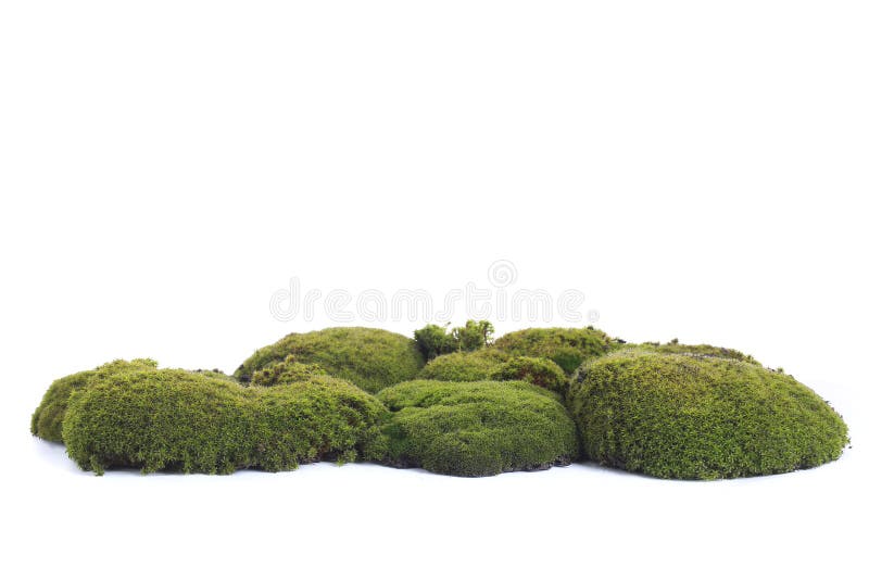 Green moss stock photo. Image of natural, botanical, bryophyte - 32791852