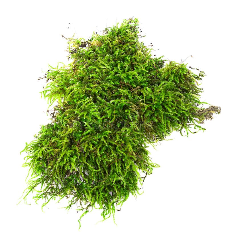 Green moss stock photo. Image of pattern, vegetation - 117522400