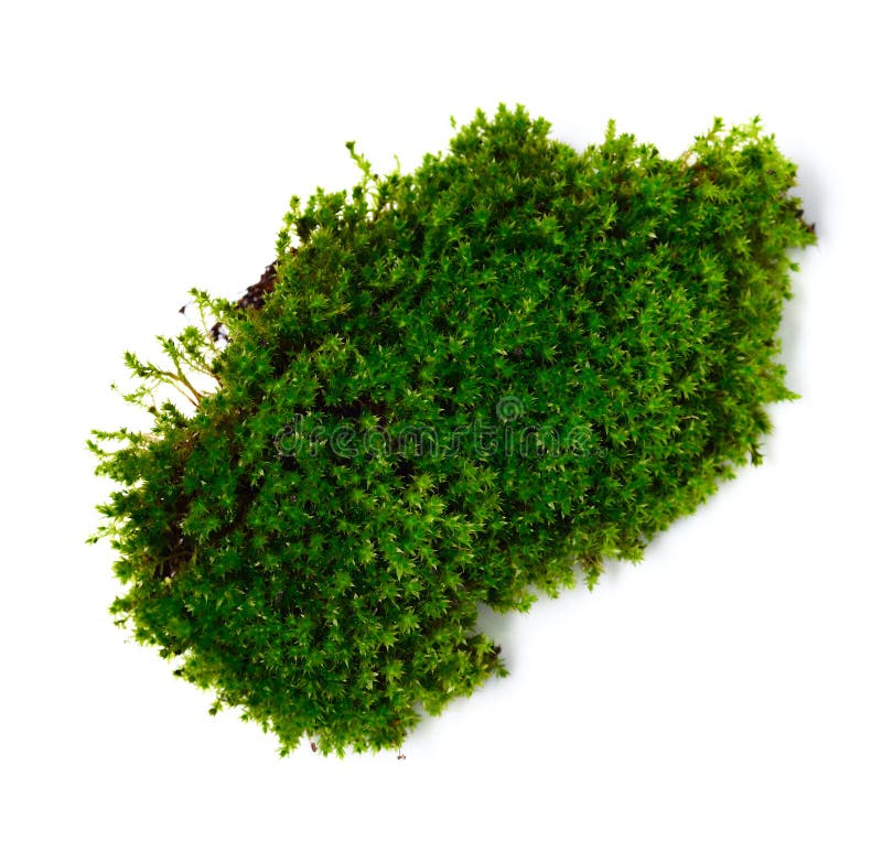 Green Moss on White Background Stock Photo - Image of color, soil: 98227396