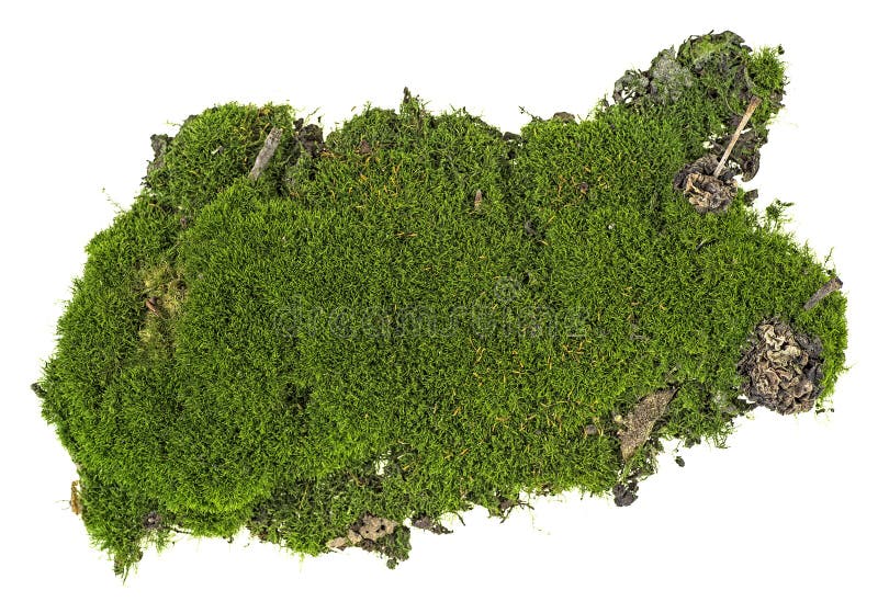 Green Moss on White Background. Top View Stock Photo - Image of ...