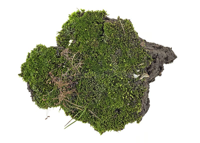 Green Moss on White Background, Top View Stock Image - Image of natural ...