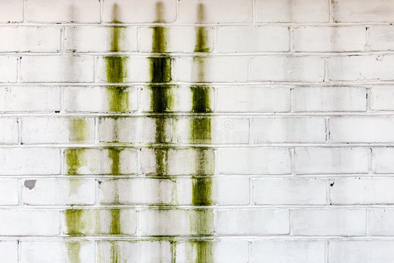 Green Moss on a White Brick Wall. Stone Texture Stock Image - Image of ...