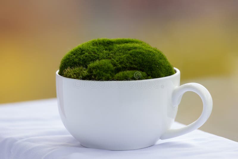 Green Moss in White Cup on Colored Background. Stock Photo - Image of ...