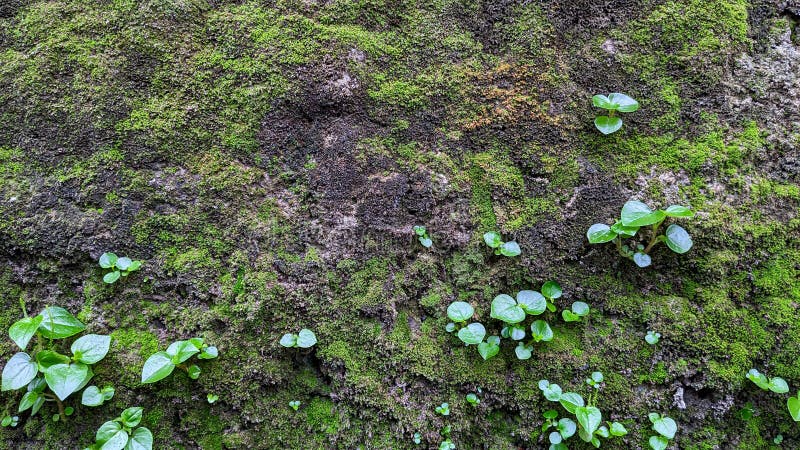 Green Moss and Wild Grass and Leaves. Beautiful Background of Moss for ...