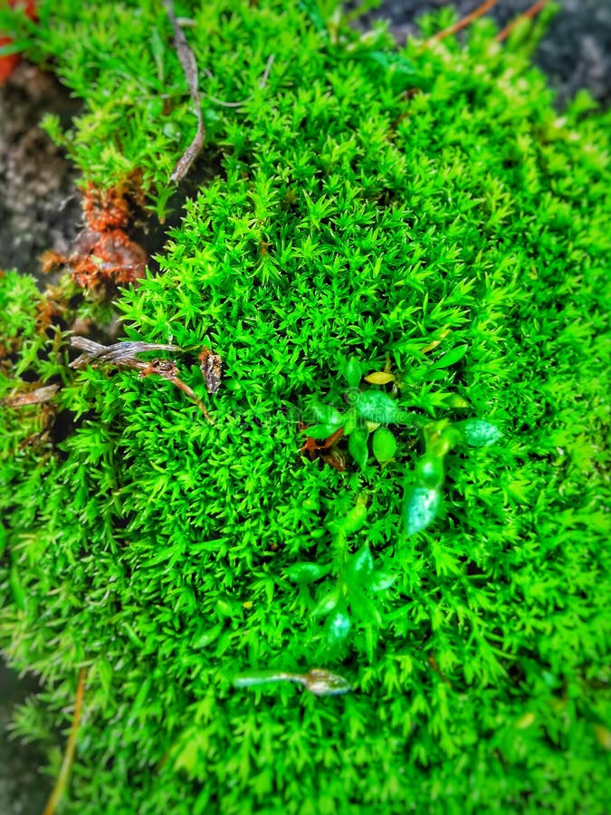 Moss and Wild Plant Environment with Rocks Stock Photo - Image of cover ...