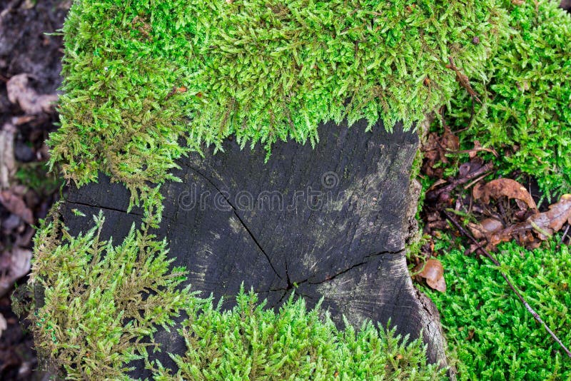 Green Moss on Wooden Background Texture Stock Image - Image of cracked ...
