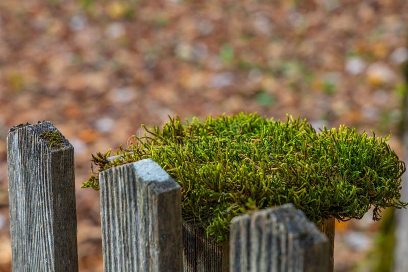 Green Moss on a Wooden Fence Post Stock Image - Image of grow, mossy ...