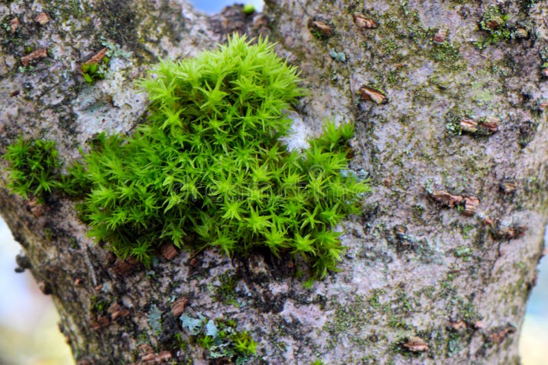 Green Moss Wyche Hazel stock image. Image of grows, trunk - 209036601