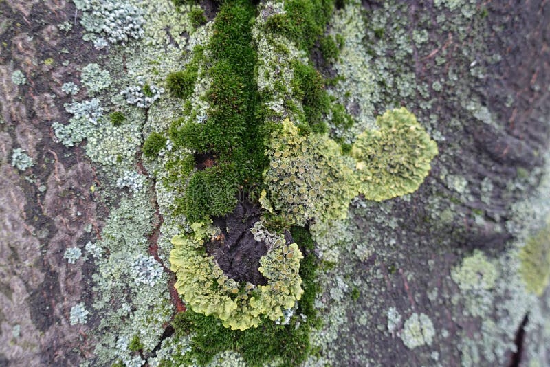Green Moss, Yellow and Green Lichen on Tree Bark Stock Image - Image of ... Green Moss, Yellow and Green Lichen on Tree Bark Stock Image - Image of ...