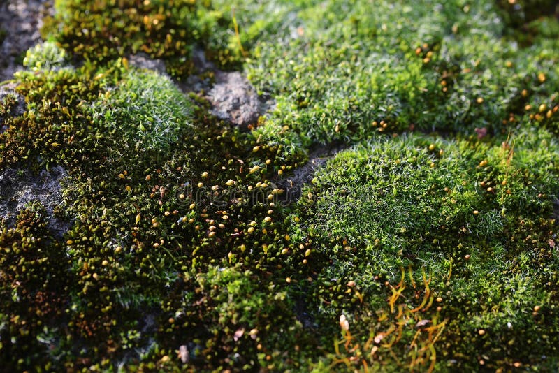 Green mosses on rock stock image. Image of moss, mosses - 69303303