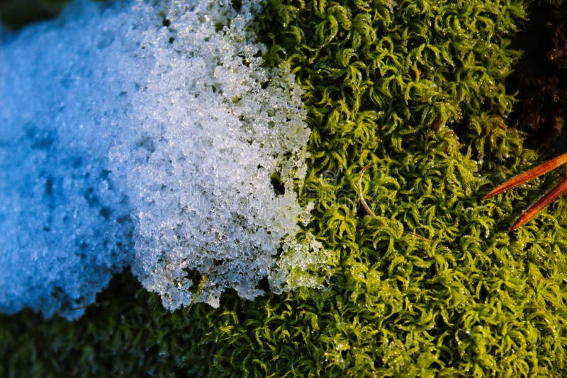 Green Mosses in Winter with Snow on Them. Snow on the Moss Stock Image ...