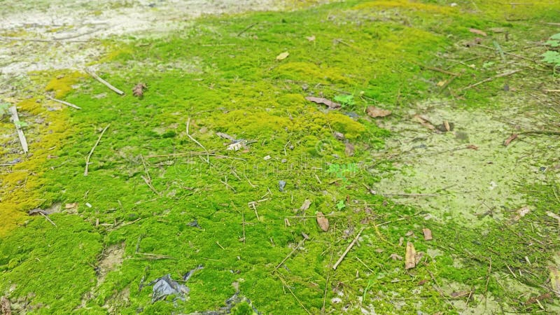 Green Mossy and Algae Growing on the Soil Surface. Stock Footage ...