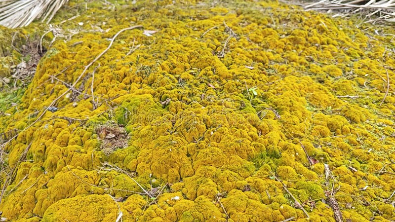 Green Mossy and Algae Growing on the Soil Surface. Stock Video - Video ...