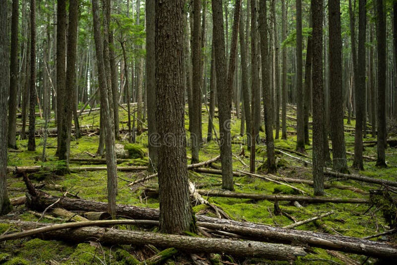 Green Mossy Carpet in Messy Forest Stock Image - Image of summer, woods ...