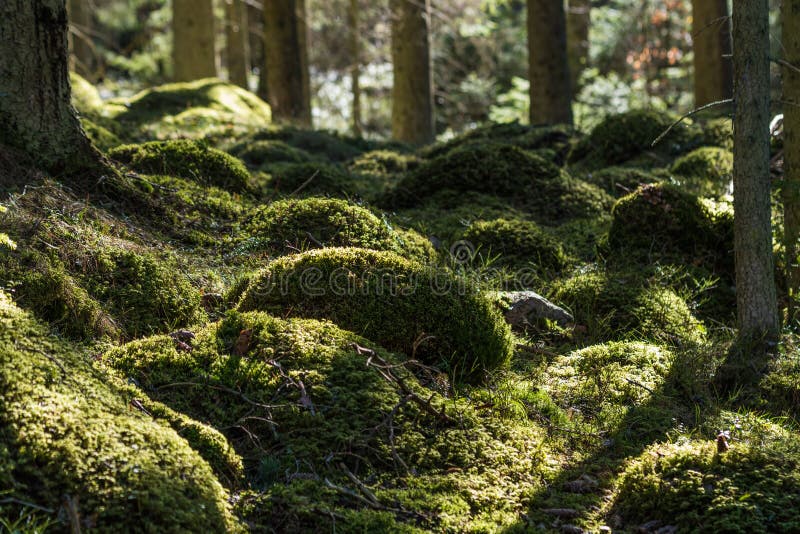 Green mossy forest ground stock image. Image of spruce - 90264443