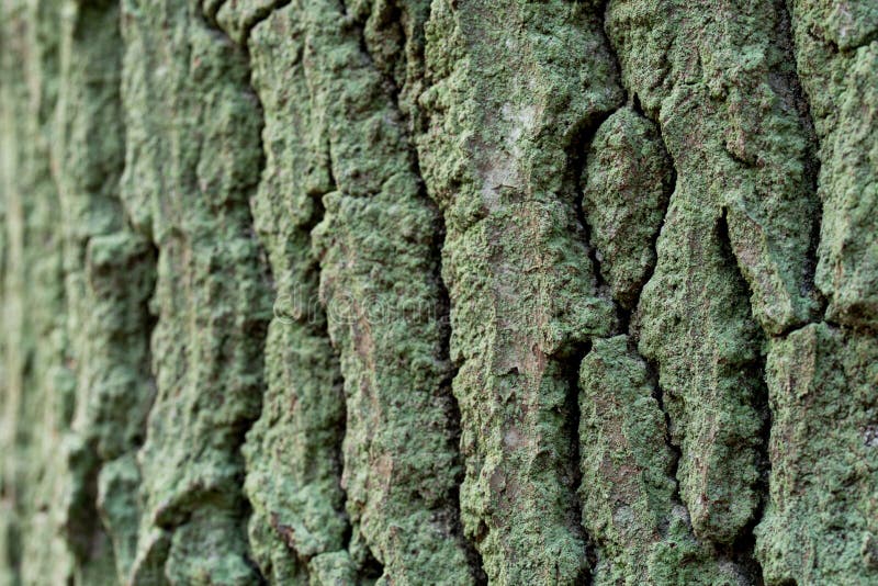 Green Mossy Oak Tree Bark Background Stock Photo - Image of natural ...