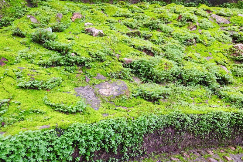 Mossy rocky river stock image. Image of rocks, flowing - 1095939