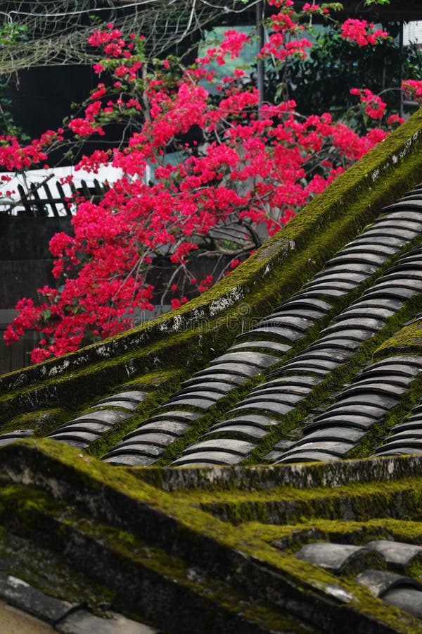 Mossy Roof and Triangular Plum,China Stock Image - Image of triangle ...