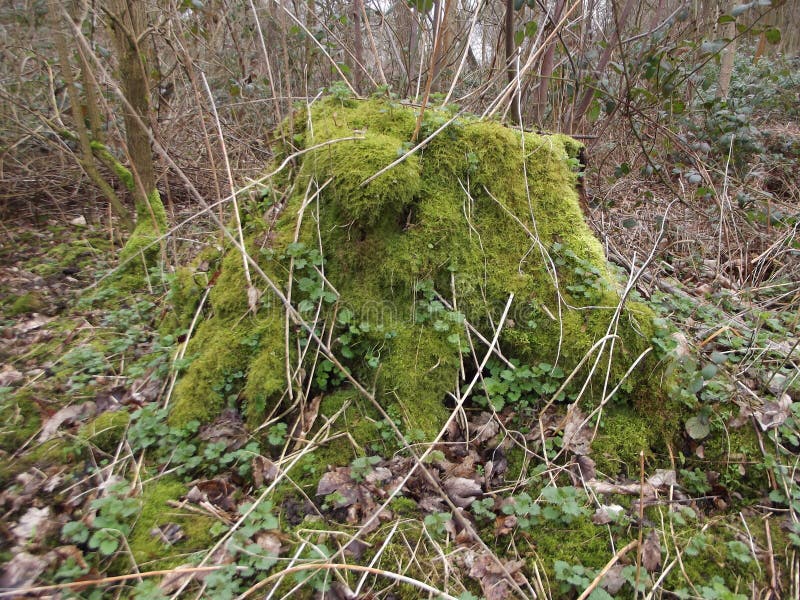 Green mossy tree stump stock photo. Image of stump, green - 107534414