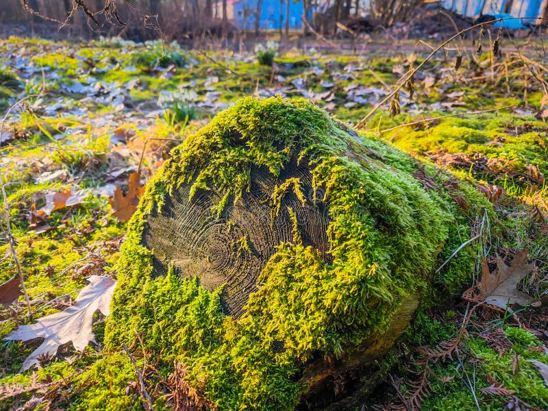 Green Mossy Tree Stump in a Swamp Stock Image - Image of closeup, white ...