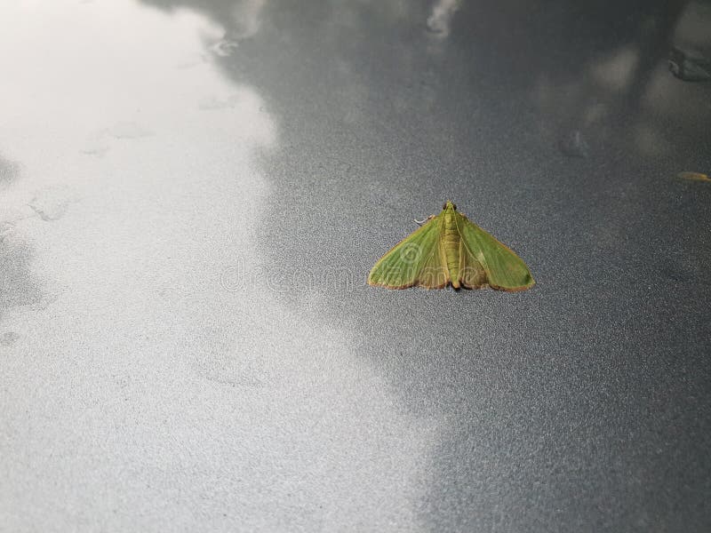 Green moth stock photo. Image of black, insects, nature - 329083670