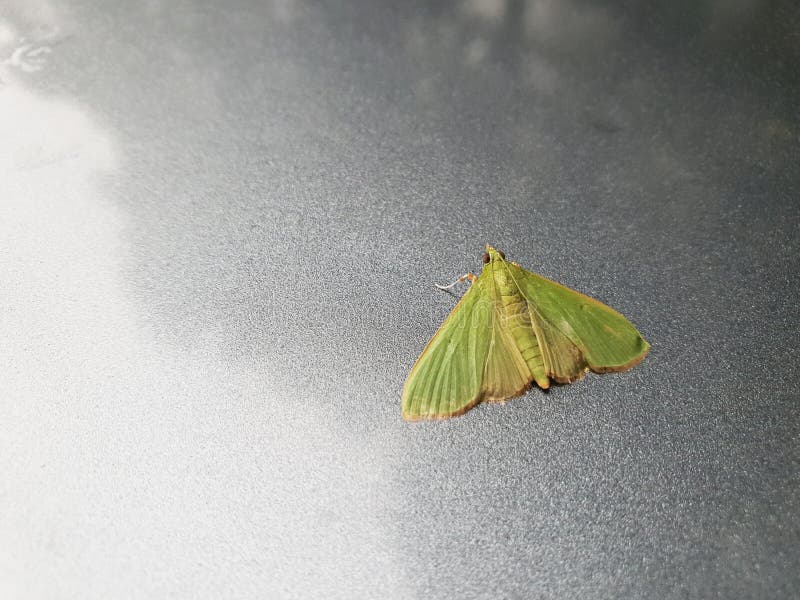 Green moth stock photo. Image of single, lepidoptera - 329083672
