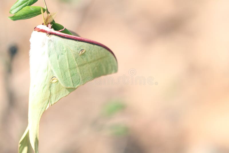 Moth on a leaf stock image. Image of closeup, moth, nature - 78371185