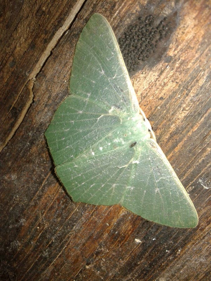 Green a moth night stock image. Image of sumatra, plant - 238746729