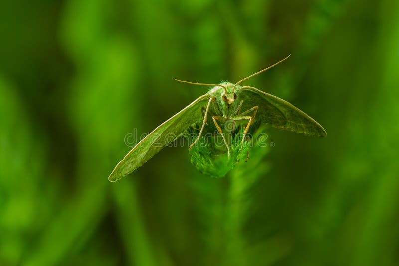 Green moth stock image. Image of moth, green, plant - 218544227