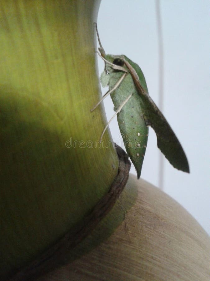 Green moth stock image. Image of green, insect, vase - 50528179