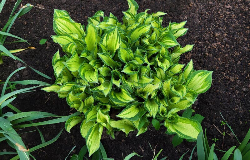 Green Mottled Casting Hosts with Raindrops. Hosta Grows on the Ground ...