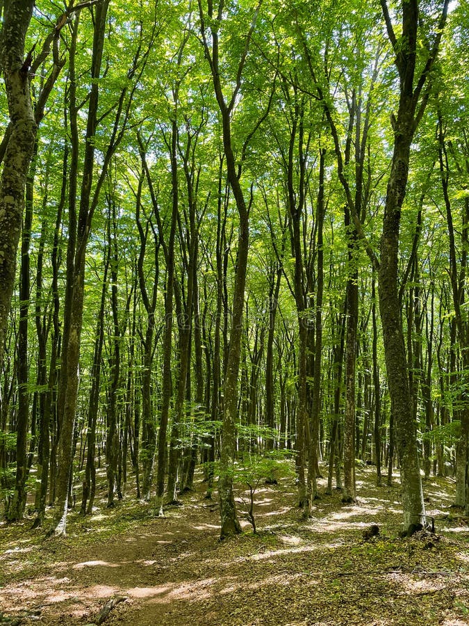 Green Mountain Forest with Long Tree Trunks Stock Photo - Image of ...