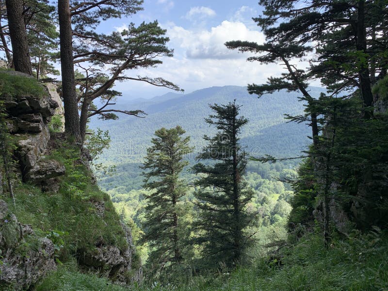 Green Mountain Forest. Summer in the Forest Stock Photo - Image of ...