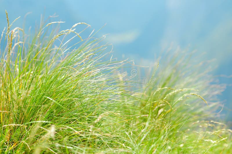 Green Mountain Grass Close-up. Stock Image - Image of colorful, high ...