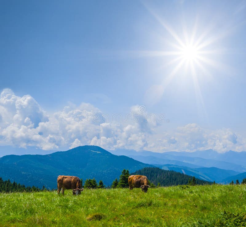 Green Mountain Pasture at the Summer Day Stock Photo - Image of prairie ...
