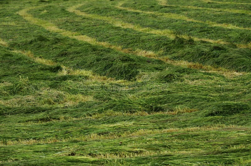 Mowed fields stock image. Image of horizon, wheat, land - 21480101