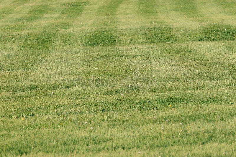 Green Mown Lawn - Background Stock Photo - Image of pitch, green: 304818306
