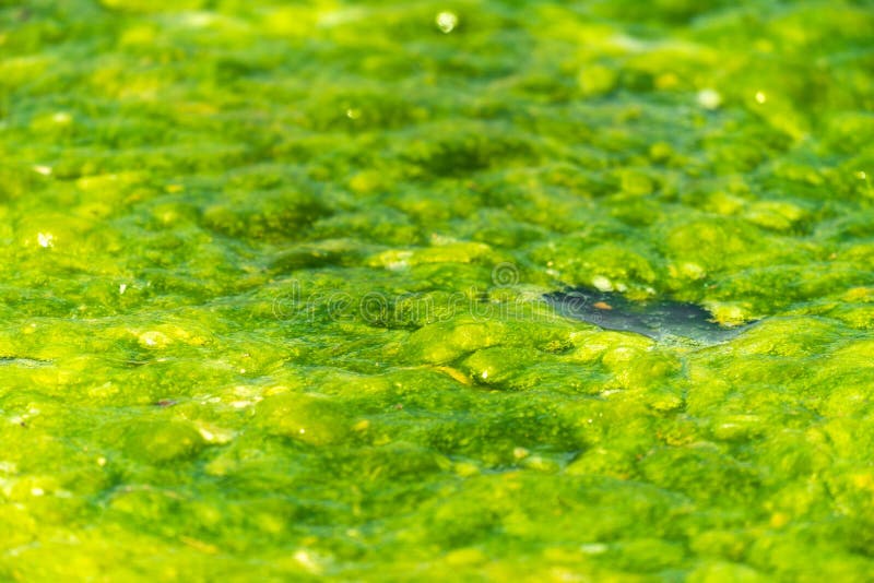 Green Mud Duckweed in the Pond Stock Photo - Image of ecology, spring ...