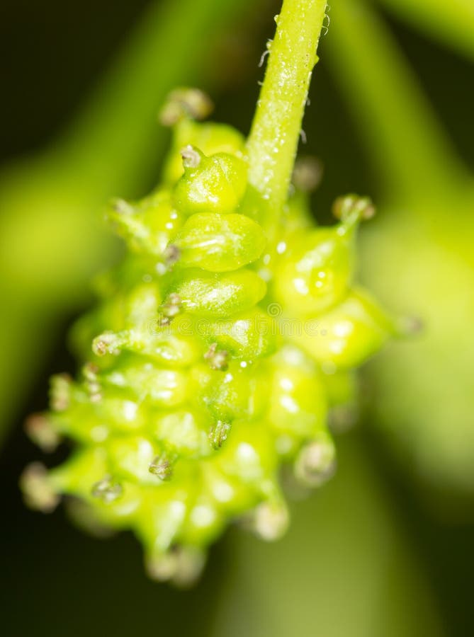 A Green Mulberry Berry on a Branch Stock Image - Image of ripe, fresh ...