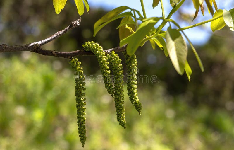 Green mulberry on a branch stock image. Image of nature - 218347289