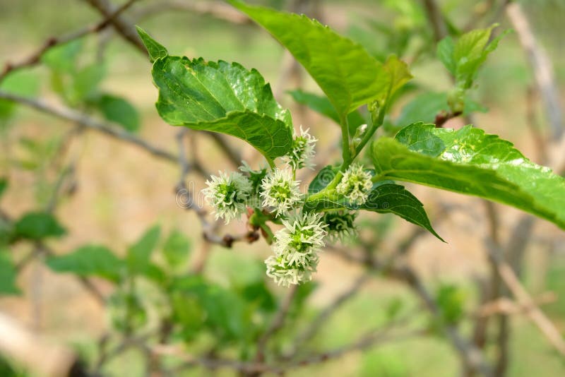 Green mulberry fruit stock photo. Image of mulberry, plants - 70640146