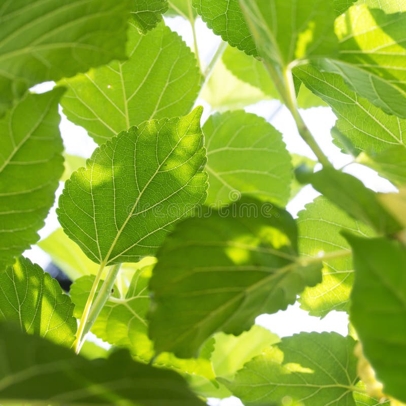Green Mulberry leaves stock image. Image of decorative - 40121085
