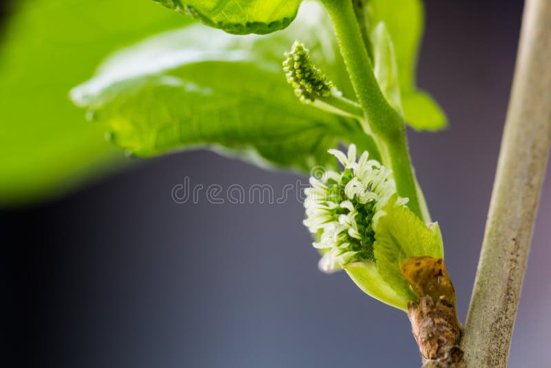 Green Mulberry stock image. Image of nature, macro, gardening - 88335113