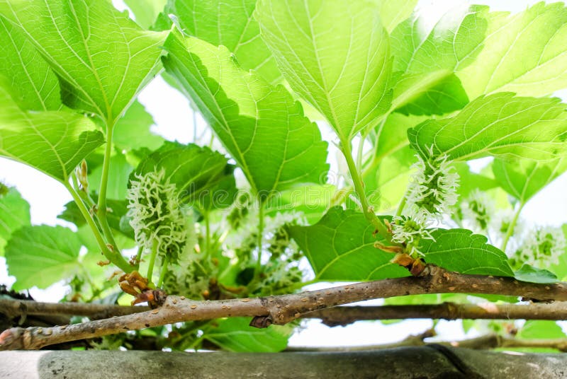 Green Mulberry on tree stock image. Image of garden - 113262973