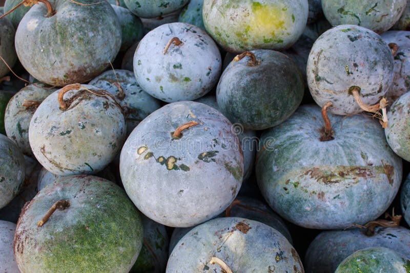 Green Mullion in the Market. Stock Image - Image of ripe, organic: 66978899