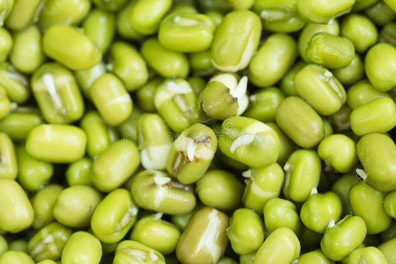 Soaked Mung Bean (Green Gram) Sprouts Stock Image - Image of mung ...