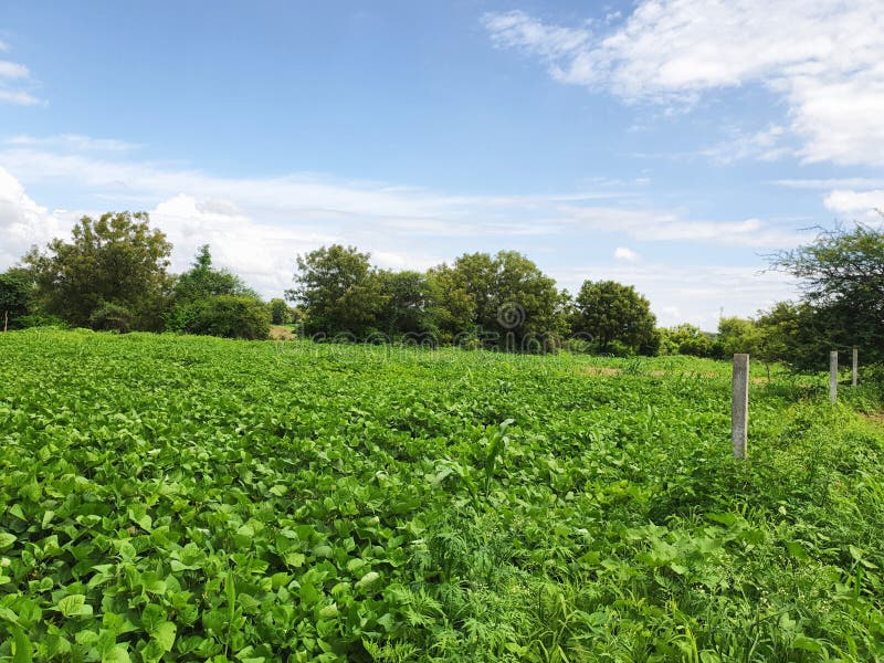 Green Mung Crop in the Field Stock Photo - Image of flower, green ...